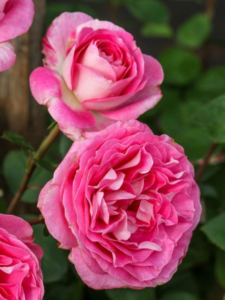 Rose Supply and Maintenance Specialist in Melbourne Area | Roses for ...