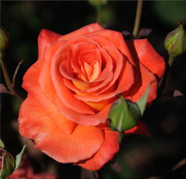 Rose Supply and Maintenance Specialist in Melbourne Area | Roses for ...