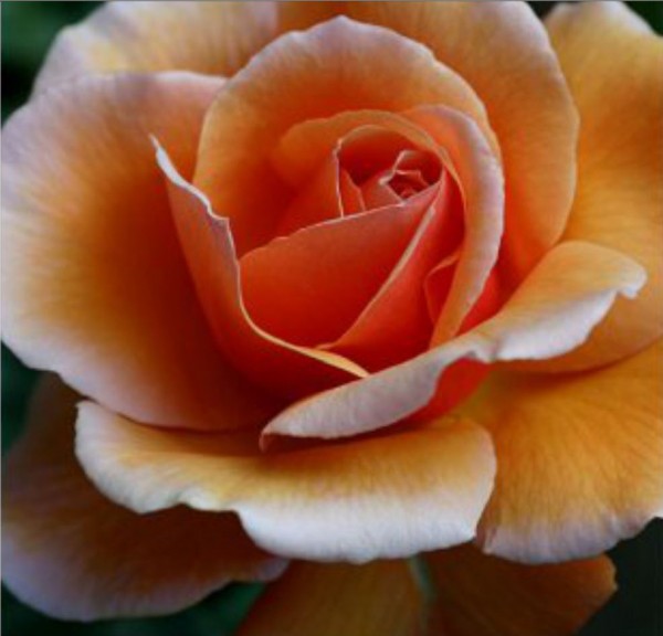 Rose Supply and Maintenance Specialist in Melbourne Area | Roses for ...