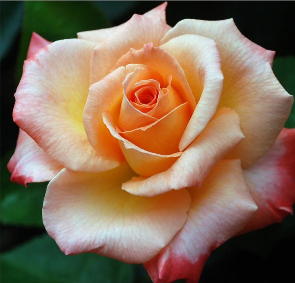 Rose Supply and Maintenance Specialist in Melbourne Area | Roses for ...