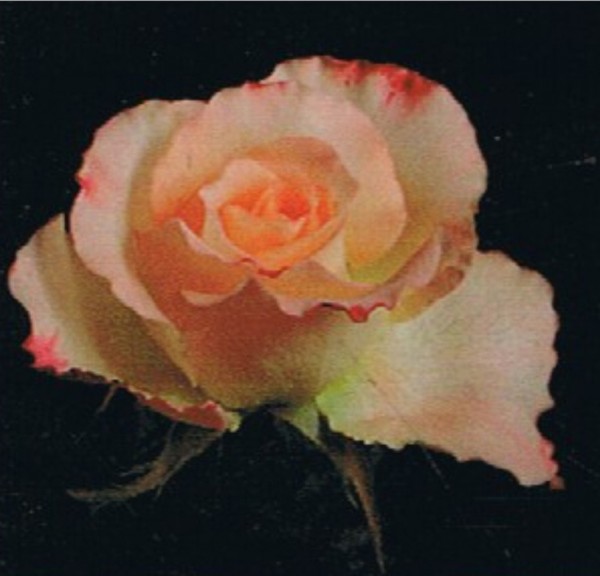 Rose Supply and Maintenance Specialist in Melbourne Area | Roses for ...